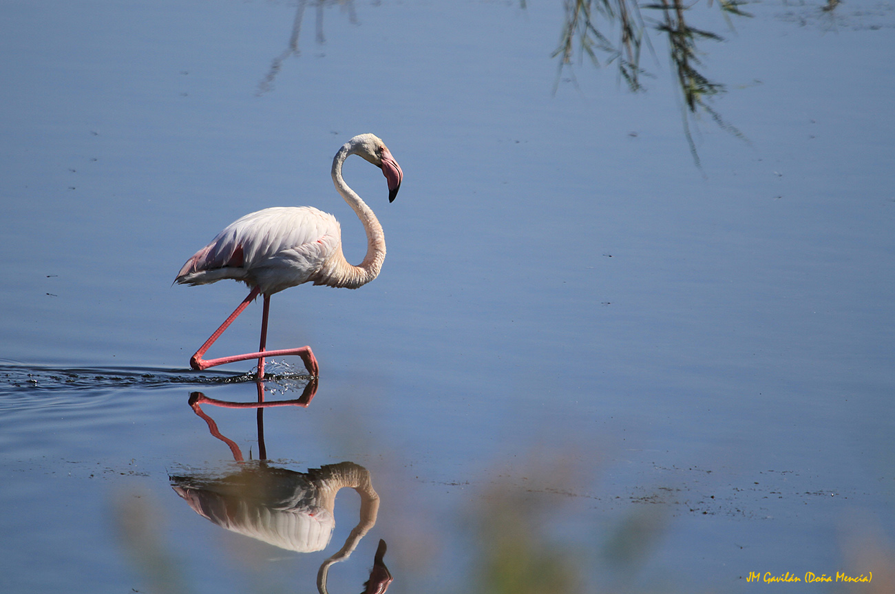 Fotografía de Naturaleza - JM Gavilán: El Flamenco rosa (Phoenicopterus ...