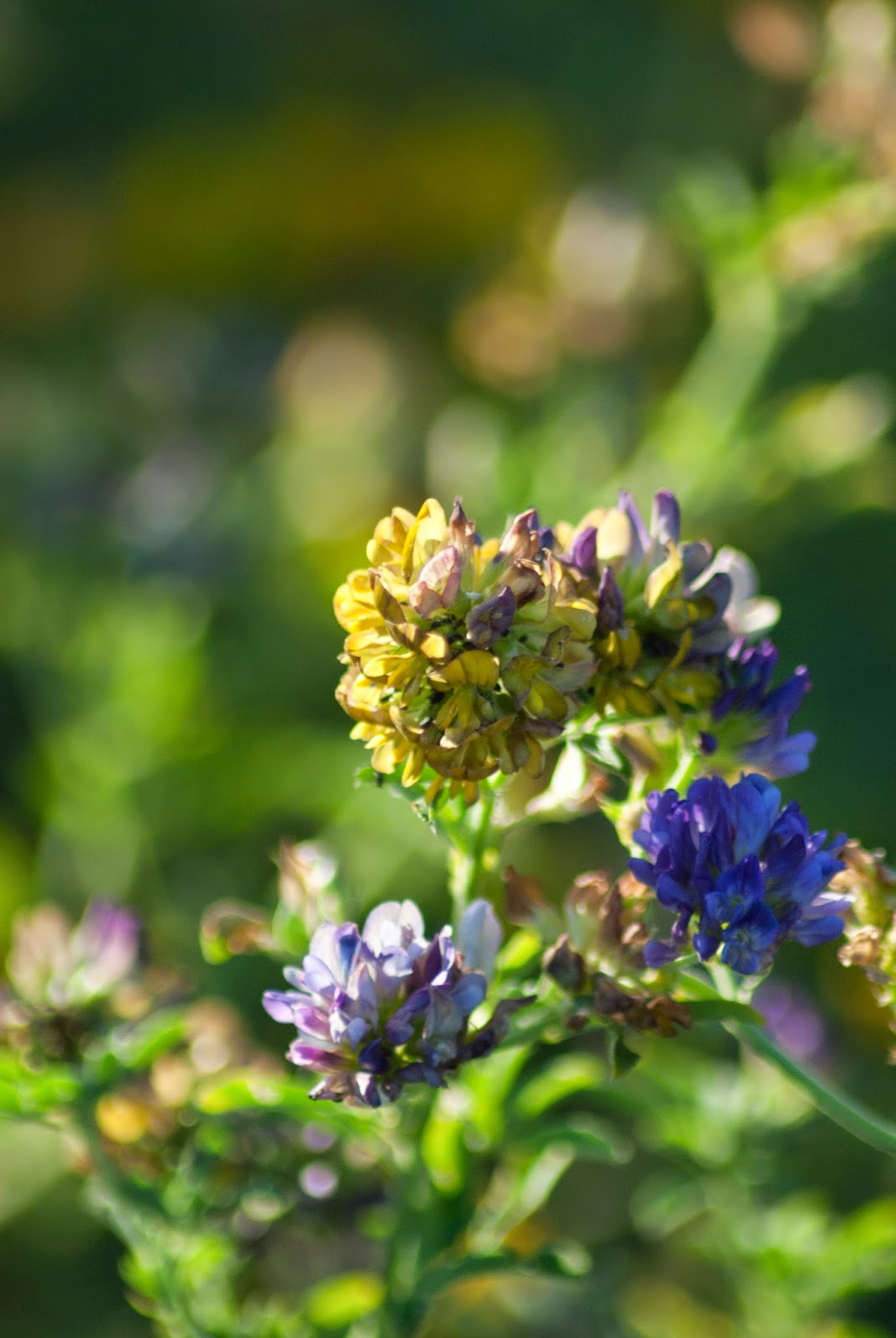 Eve Saar Photo: Vormsil/ in Vormsi (a small island in the West Estonia ...