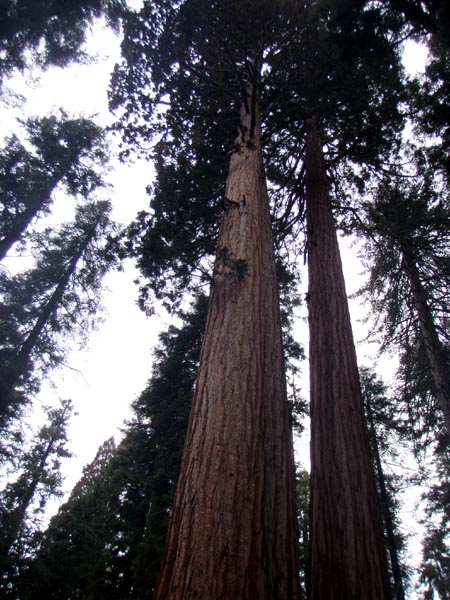 Nature's Rhythm: Great Trees