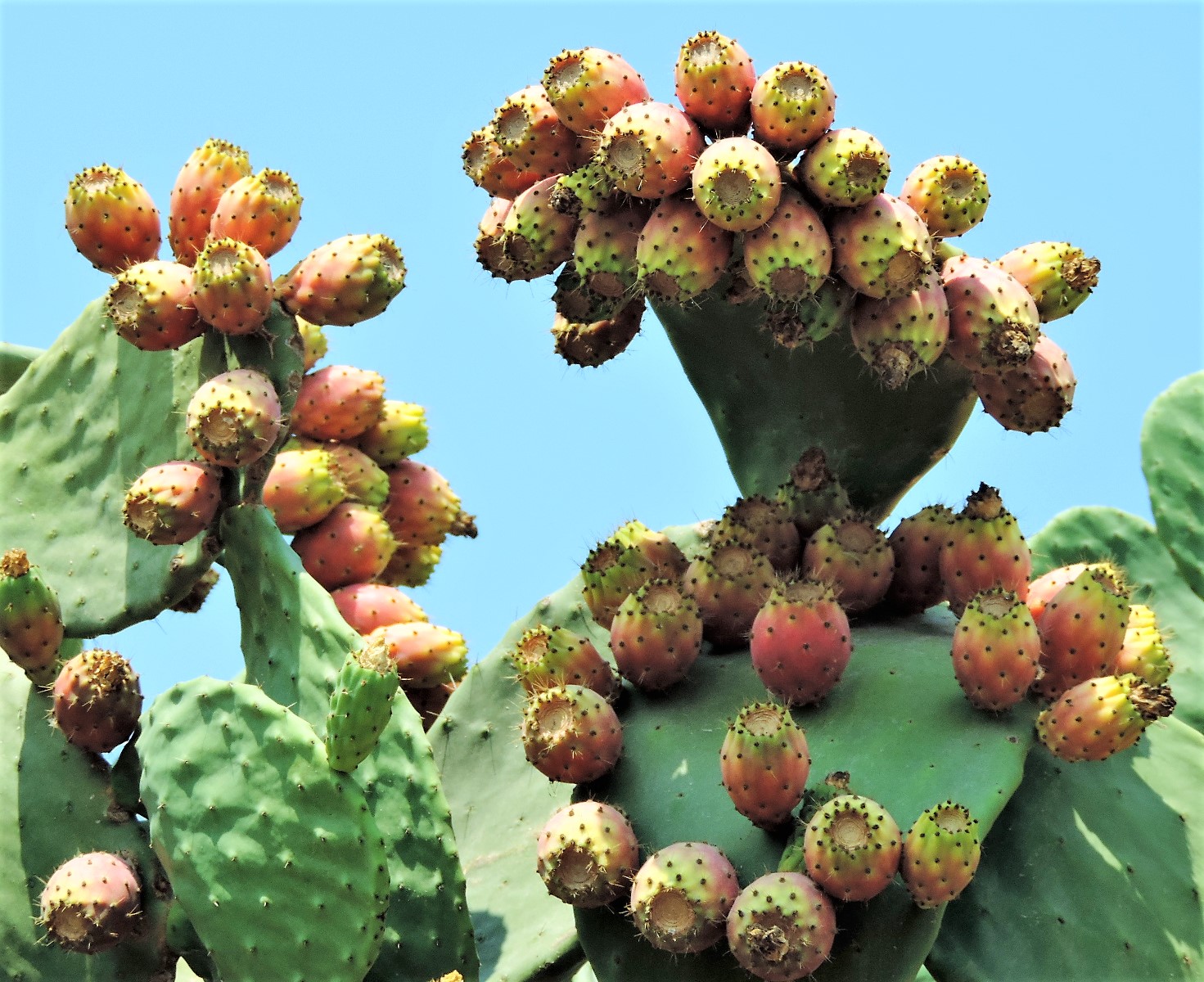 Dun Giljan's Blog: Prickly Pears