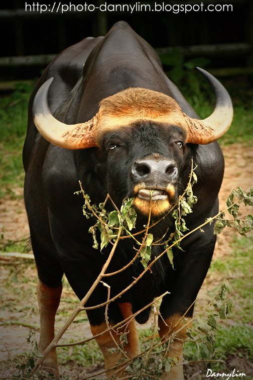 Thank reader!!: go up seladang!!!kejor yob kejor!!!