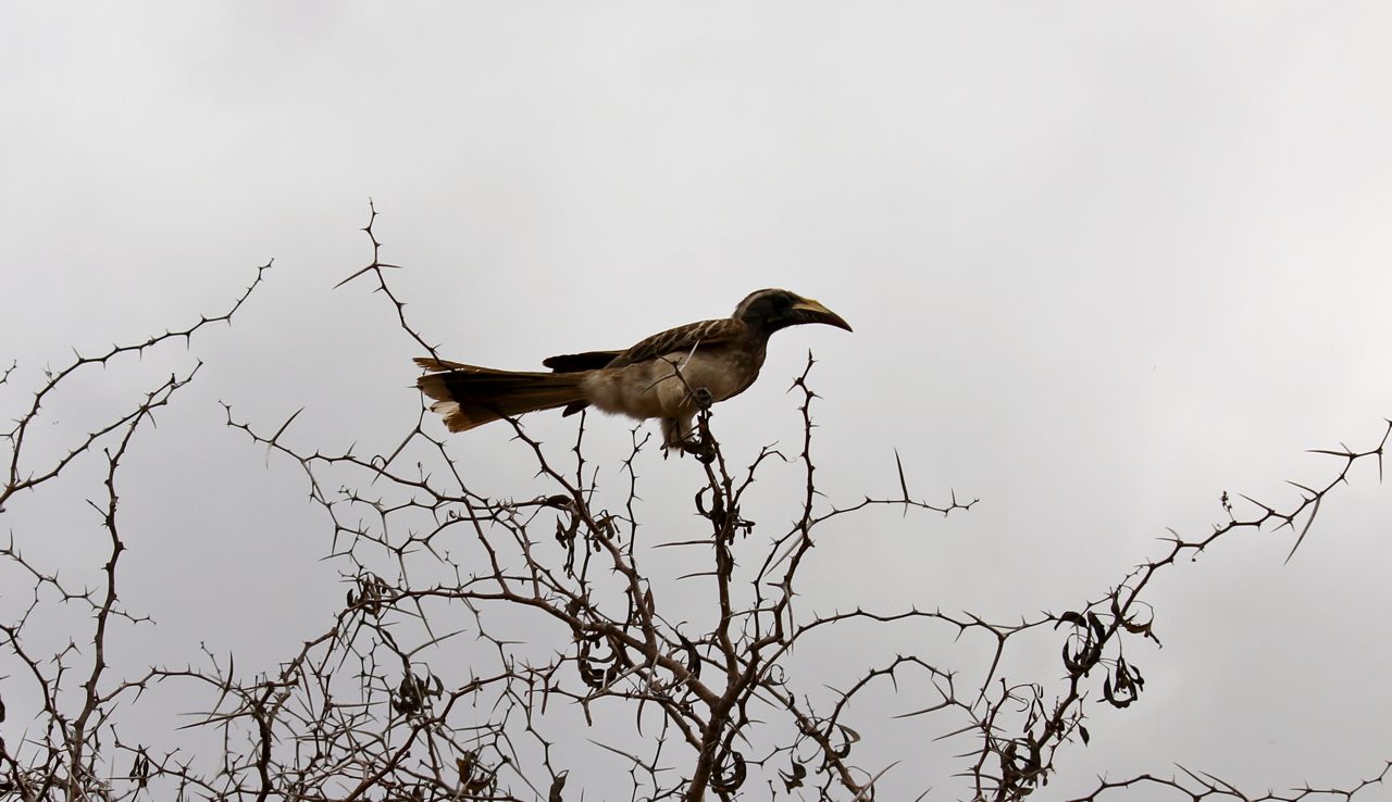 Tales from the Tulls: Amazing Birds