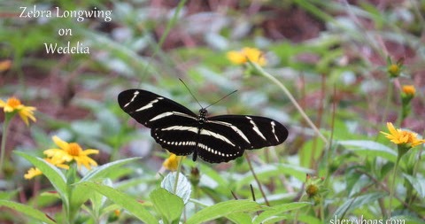 Simply Living: A Zebra with wings...