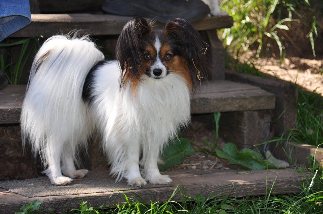 Road's End Papillons : Available Papillon Dog at Road's End