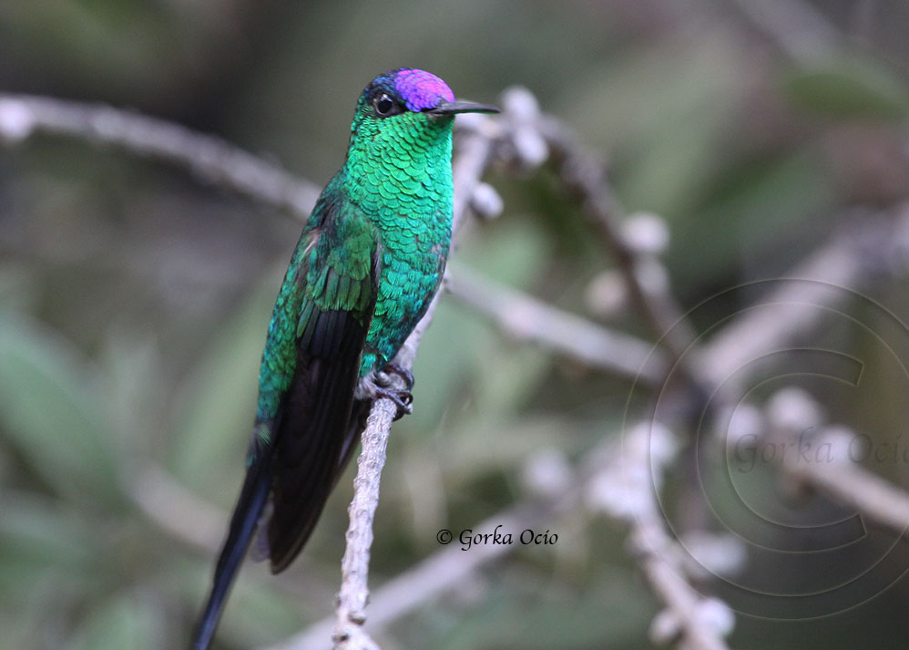 Desde Santurtzi a...: IGUAZÚ (Argentina)