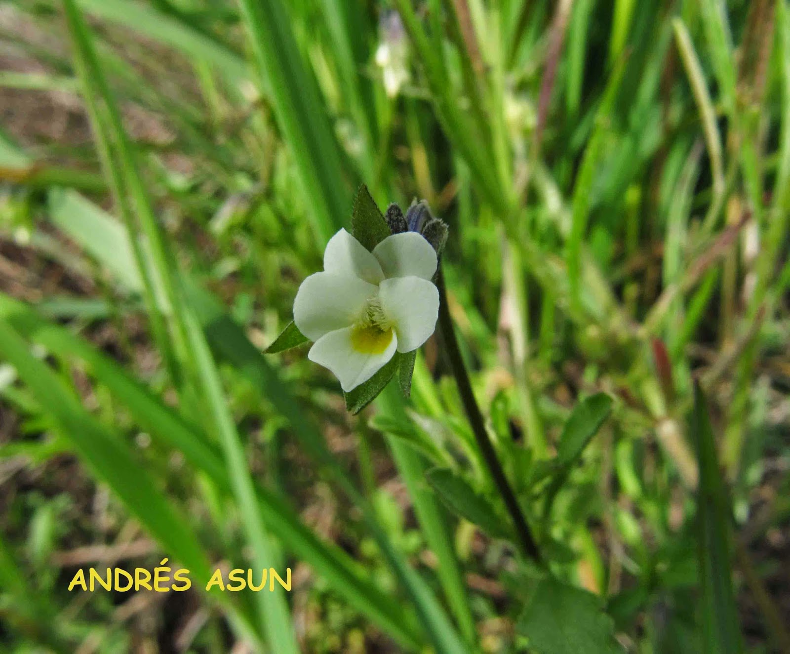 Flores silvestres de la Cordillera Cantábrica: VIOLACEAS - Violaceae