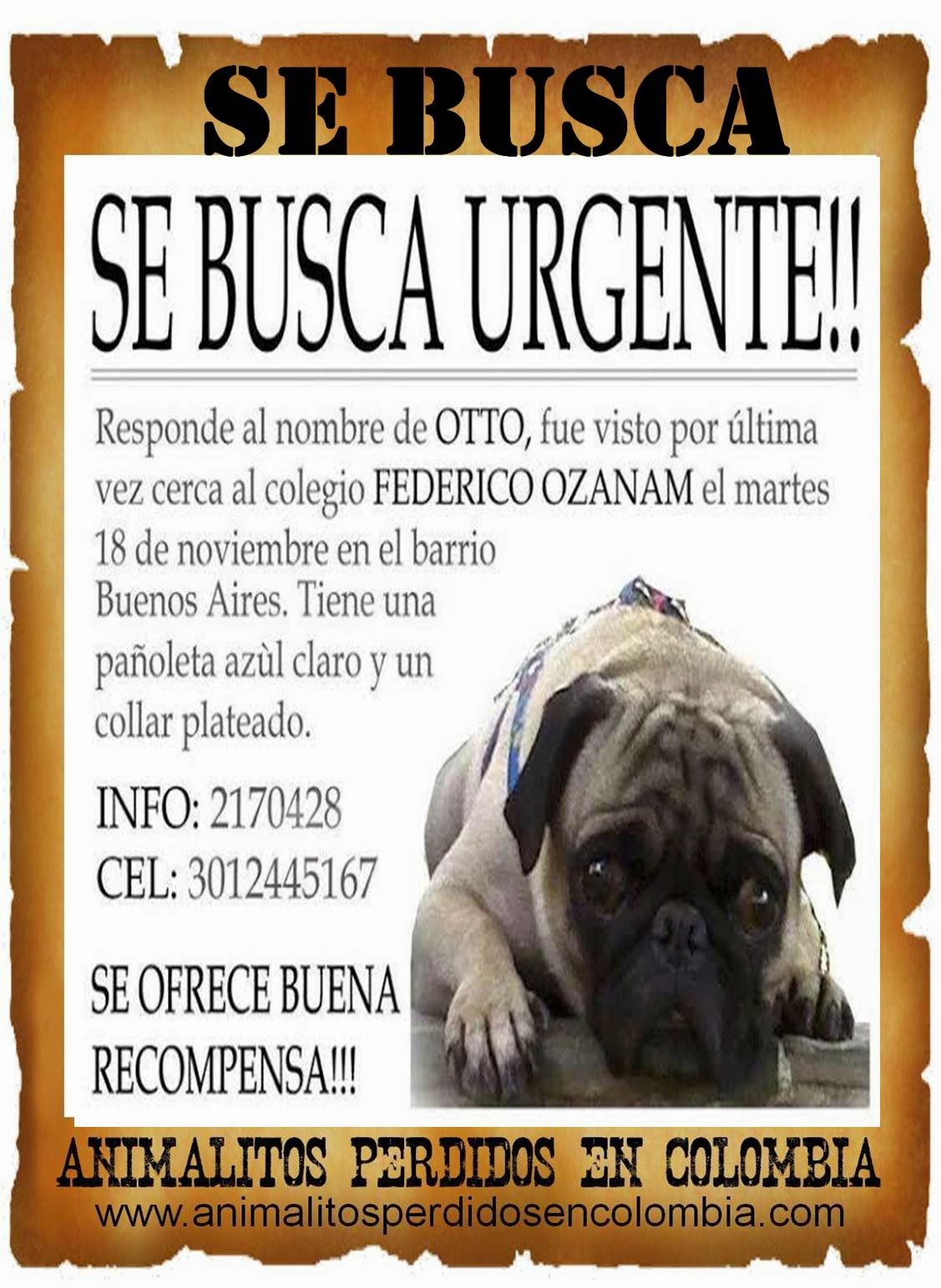 Animalitos Perdidos en Colombia: PERDIDO MEDELLIN- PERRO PUG PAÑOLETA ...