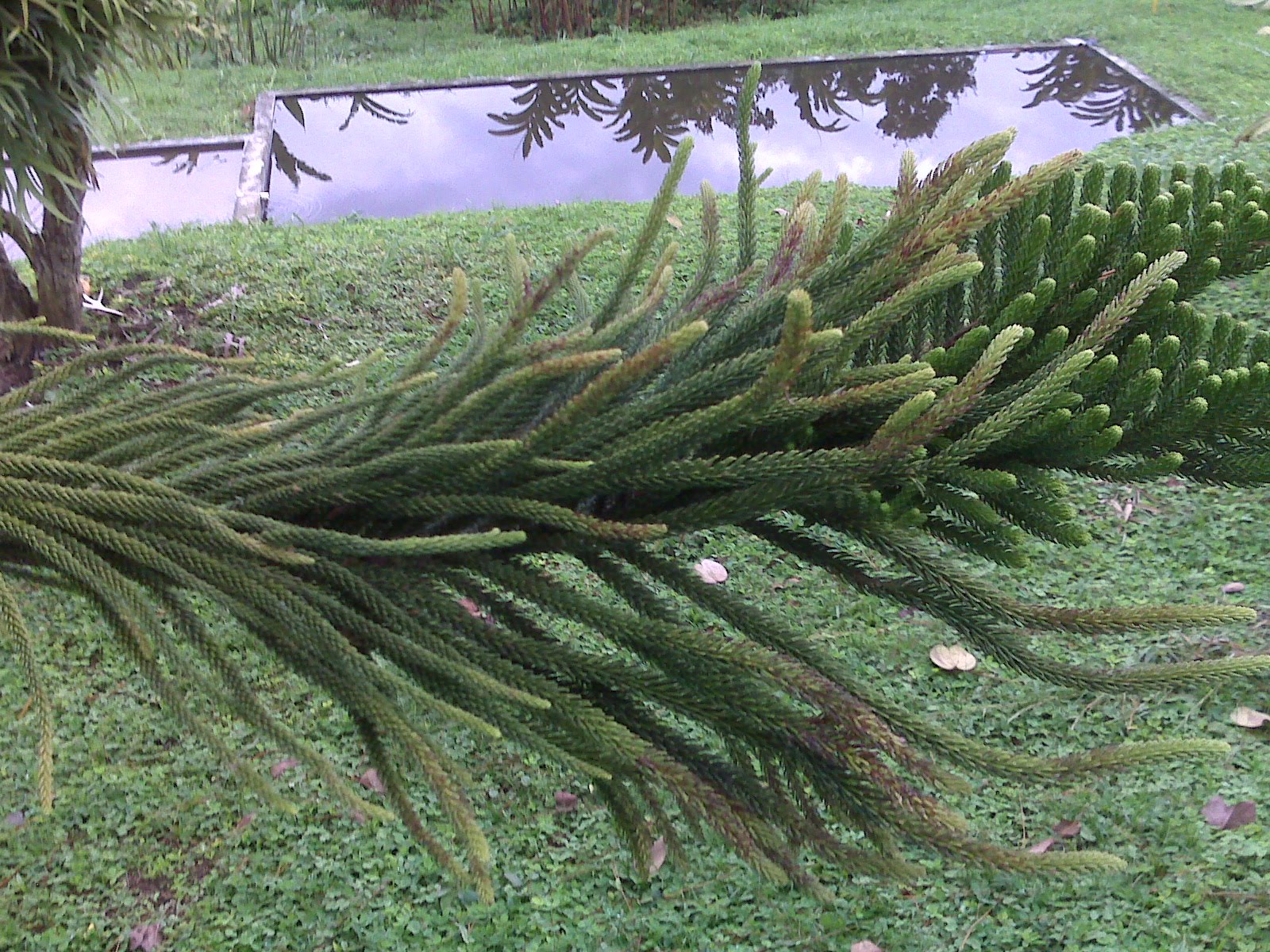Herbario Interactivo Veracruz: Araucaria Excelsa