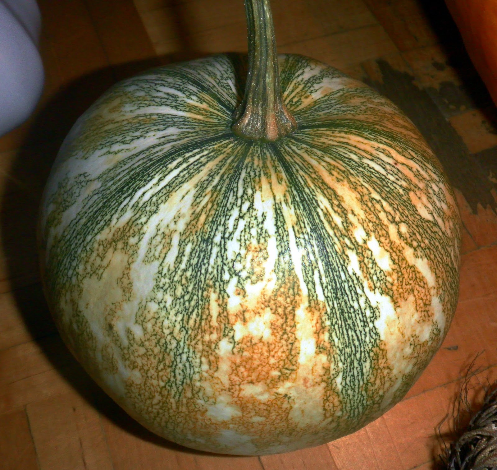 Scirpidiella's Plants: Rare Cultivated Squashes (Cucurbita sp. div.)