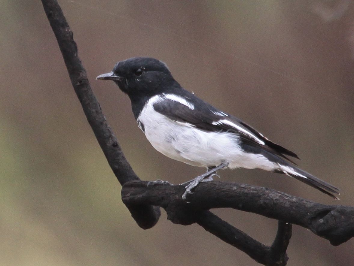 Richard Waring's Birds of Australia: Ross Highway photos - Crimson Chat ...