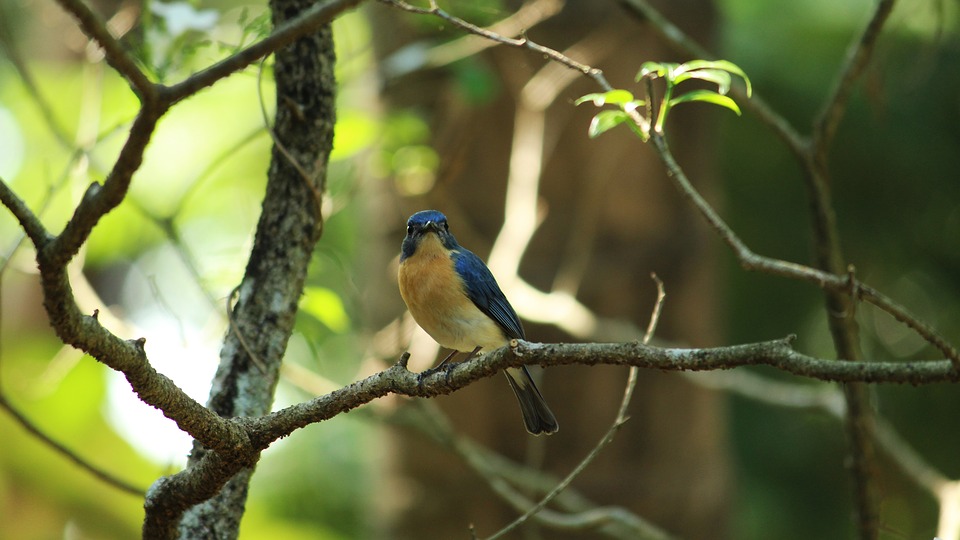 Diiradda: Magacyada Dhirta Iyo Shimbiraha Soomaaliya