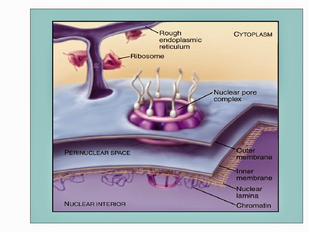 NUCLEO CELULAR: 2015