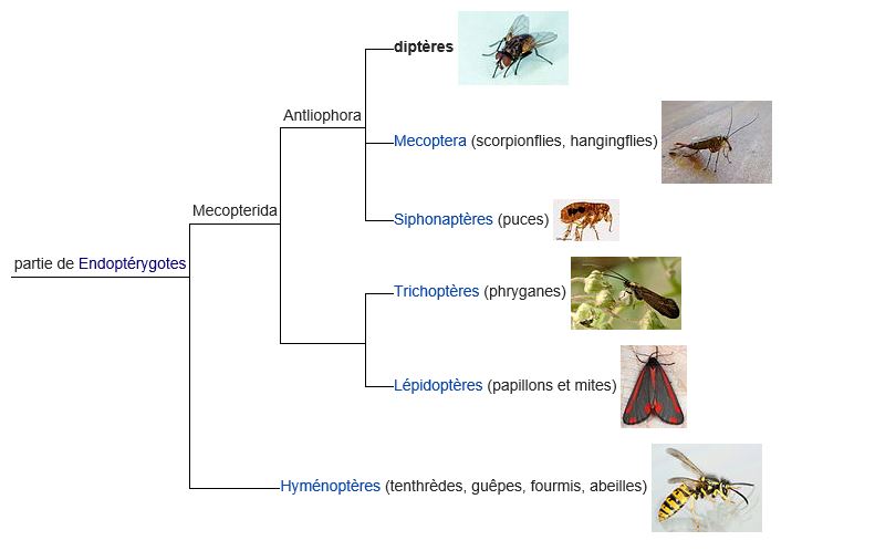 Friends ,Amis ,Vrienden Bloggers,Pets: LES DIPTERES RAPPORT AVEC AUTRES ...