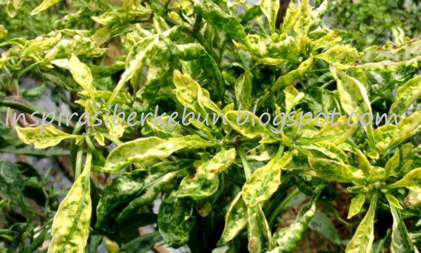 Cara Mengatasi Penyakit Kuning Pada Tanaman Cabai Inspirasi Berkebun