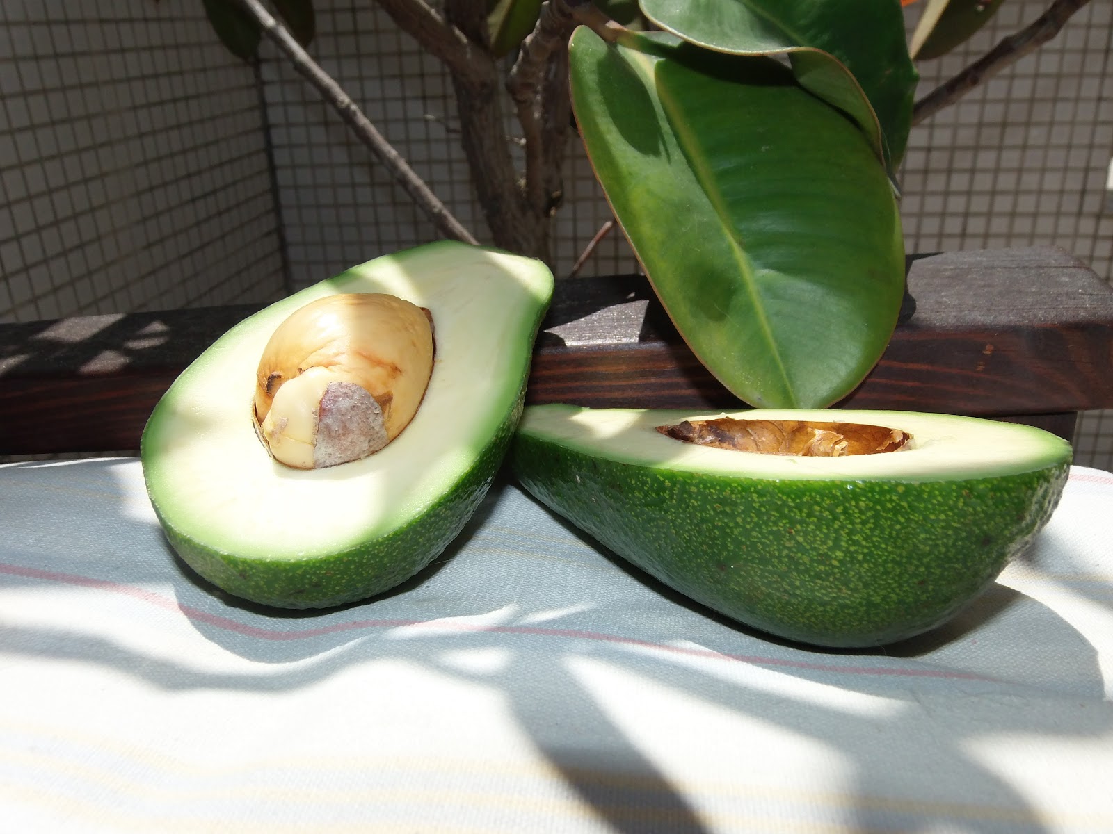 EVERY ROOT: A PÊRA ABACATE E O CAMARÃO CASARAM-SE E OS CHERRIES FORAM À ...