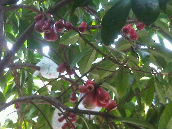 Karir Sekolah KU: Apa itu Buah Jambu Bol...?