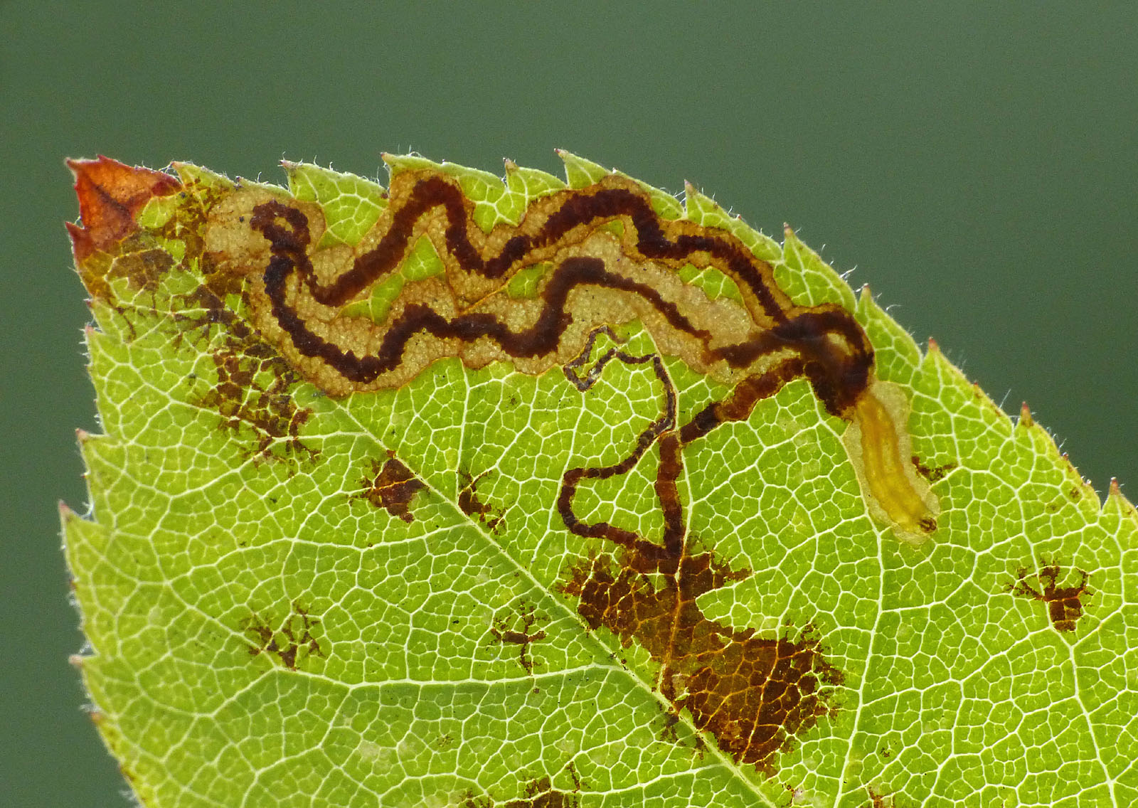 Charlie's moths of Calderdale.: NEPTICULIDAE: 01 - 30