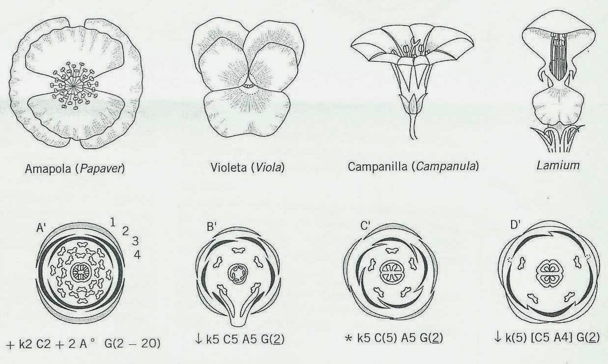 "PIENSO EN VERDE": Diagramas y fórmulas florales