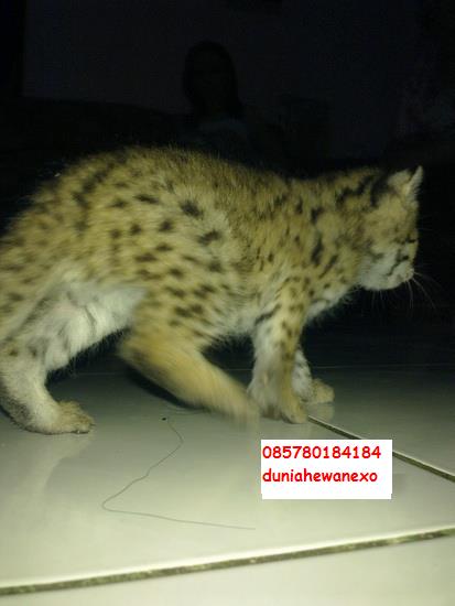 KOLEKSI HEWAN EXOTIC: KUCING HUTAN/BLACAN