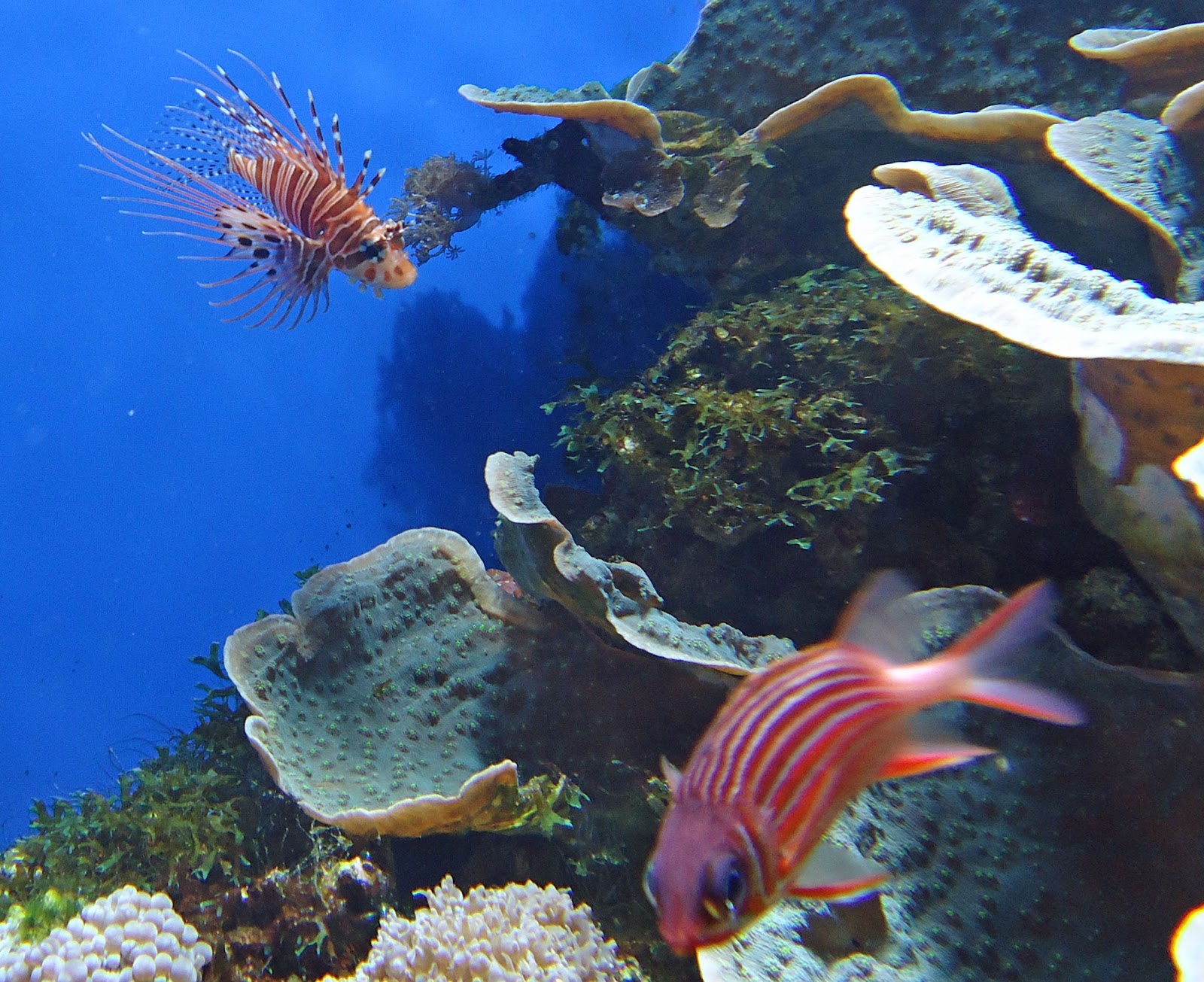 Jolene Beads: The Aquariums at Regents Park Zoo, London
