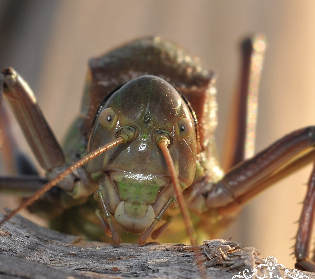 Fauna de la provincia de Pontevedra: Chicharra Alicorta (Ephippiger ...