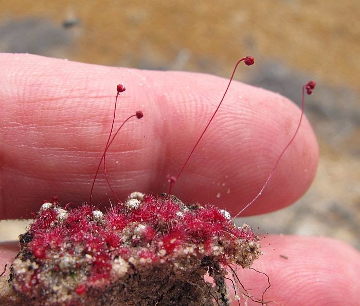 Esperance Wildflowers: Drosera australis – Southern Sundew