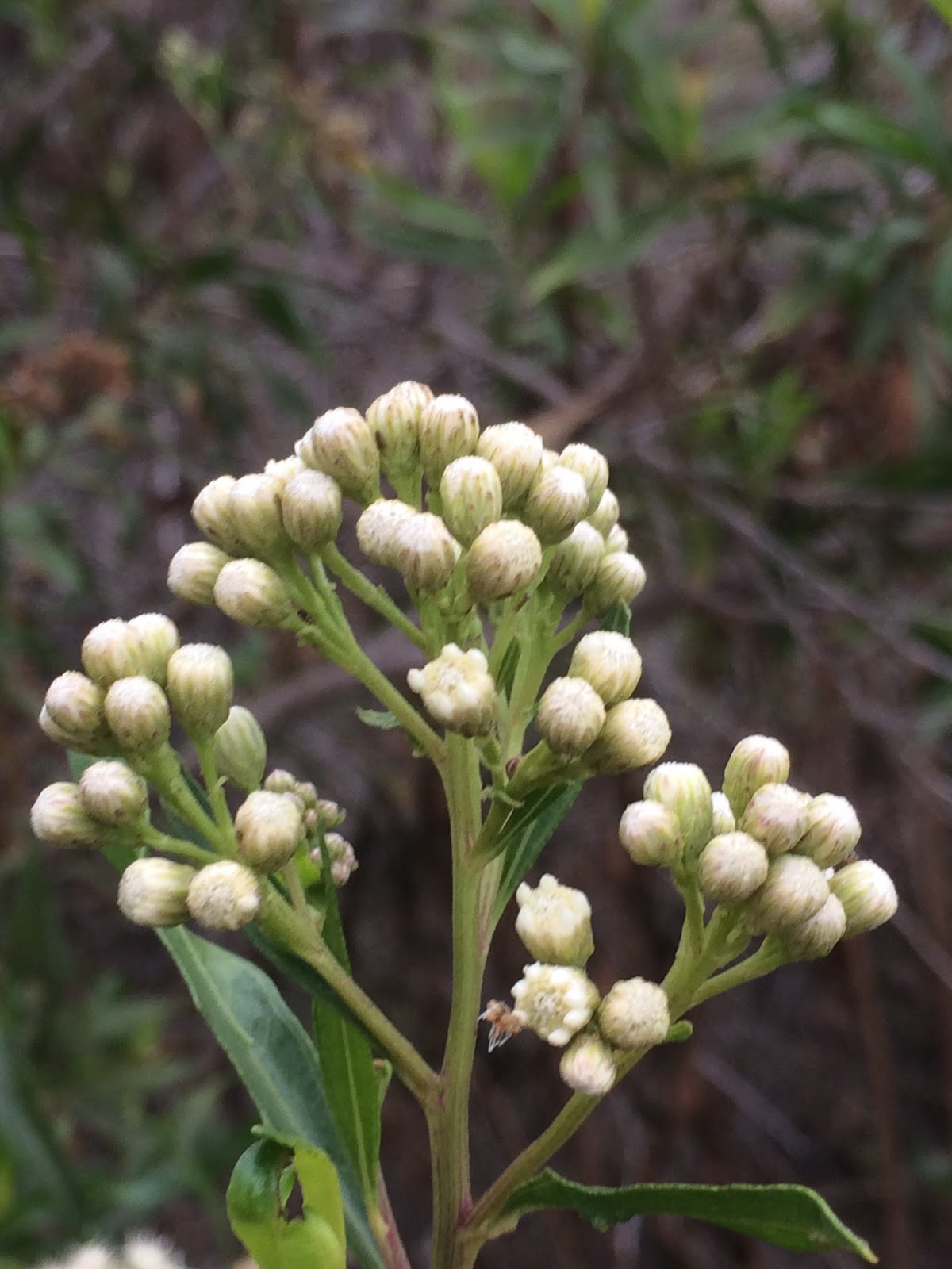 Wildwood Wildflowers