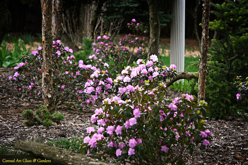 Conrad Art Glass & Gardens: The beginning of magnolia season....