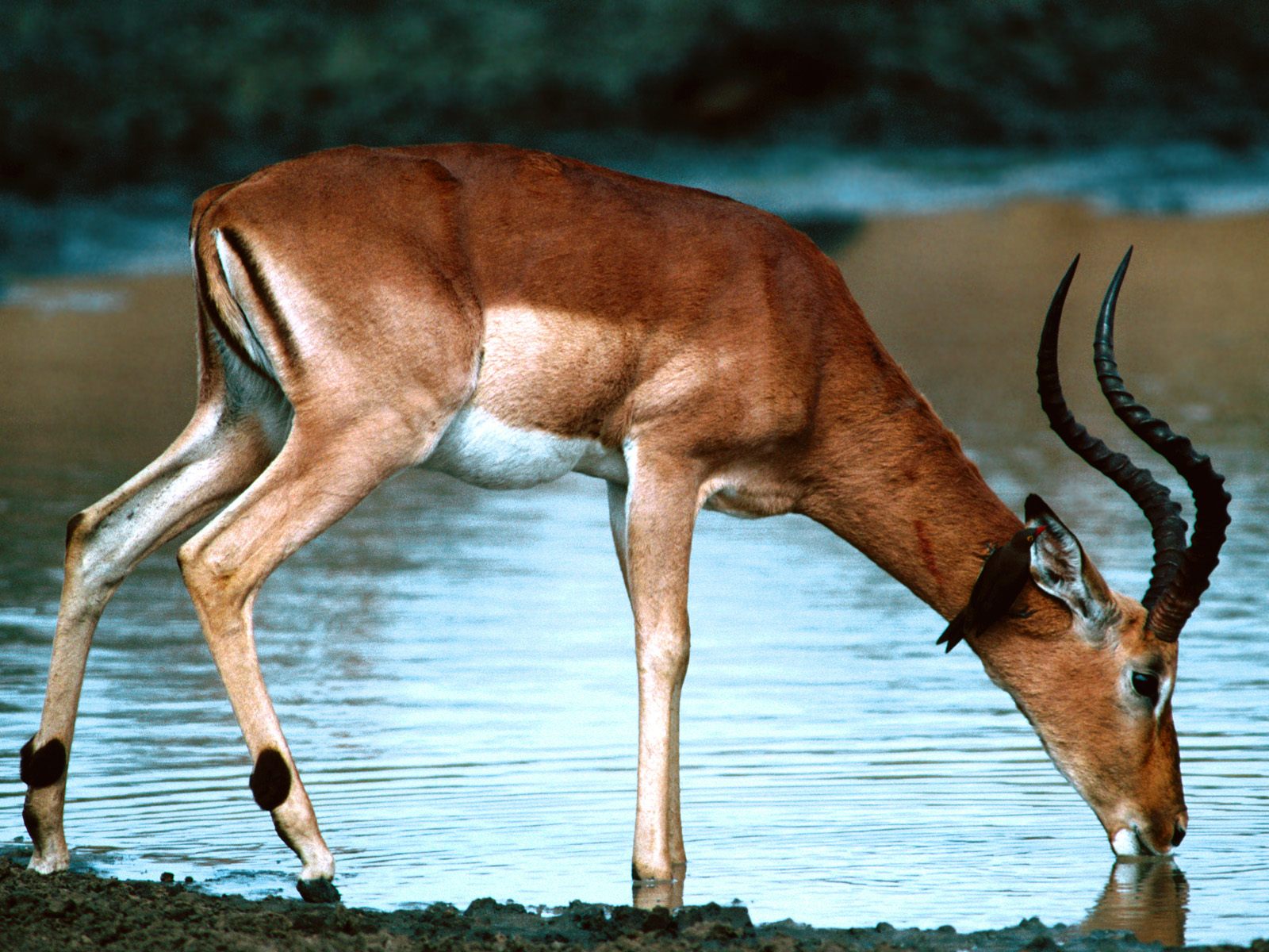 El ojo del buitre: Impala (Aepyceros melampus)