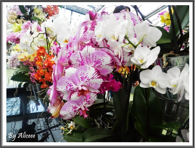 O vizita la Pavilionul cu Orhidee din Keukenhof Garden in 20 de imagini ...