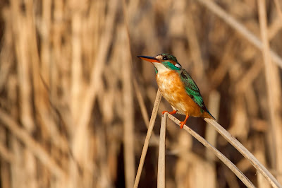Fotografía y Naturaleza en Doñana: Pájaro-Moscón europeo, Martín y ...
