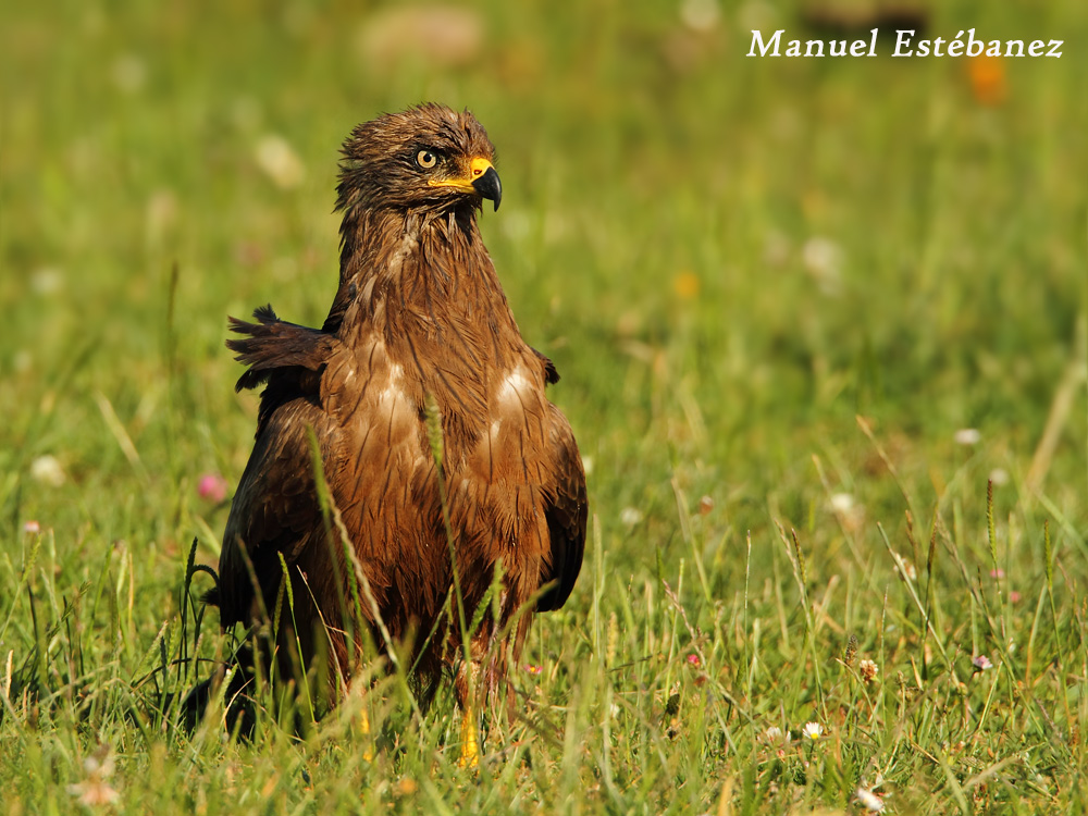 Miradas Cantábricas: Milano negro (Milvus migrans)