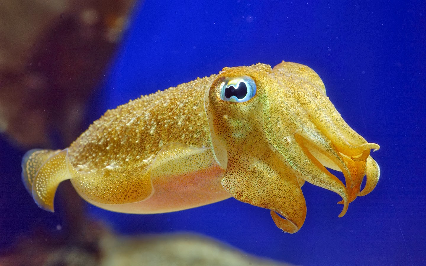 Images of 烏賊 Page 3 - JapaneseClass.jp