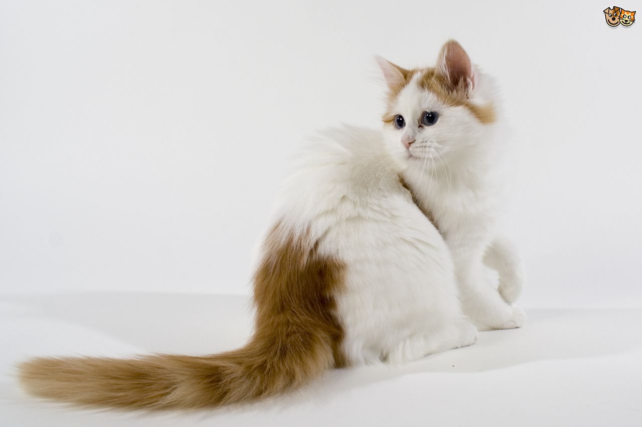 Foto Kucing Turkish Van, Si Perenang Dari Turki | Foto Kucing Terbaru