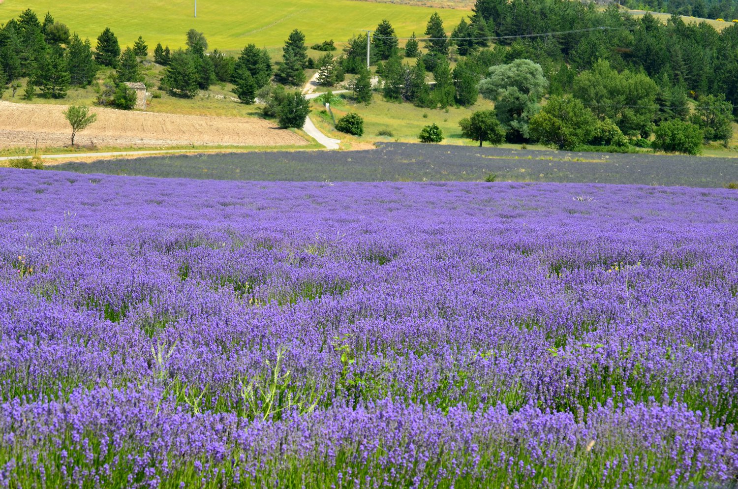 Unique Provence Luxury and Authentic Travel Blog: Lavender Season 2013 ...