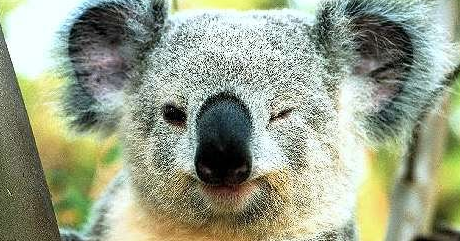 10 Fakta Menarik Tentang Koala: Hewan Termalas Di Dunia - News & Tips