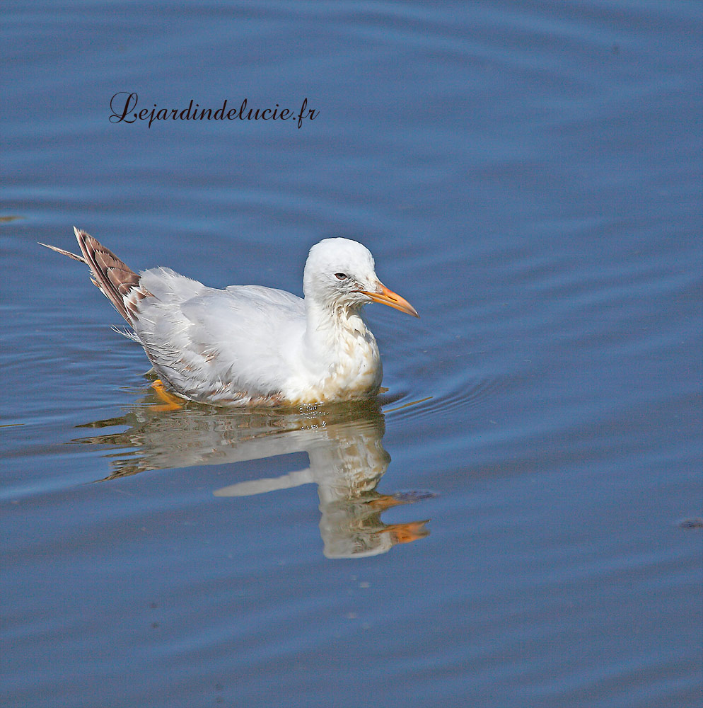 Goéland railleur, Chroicocephalus genei, un petit goéland