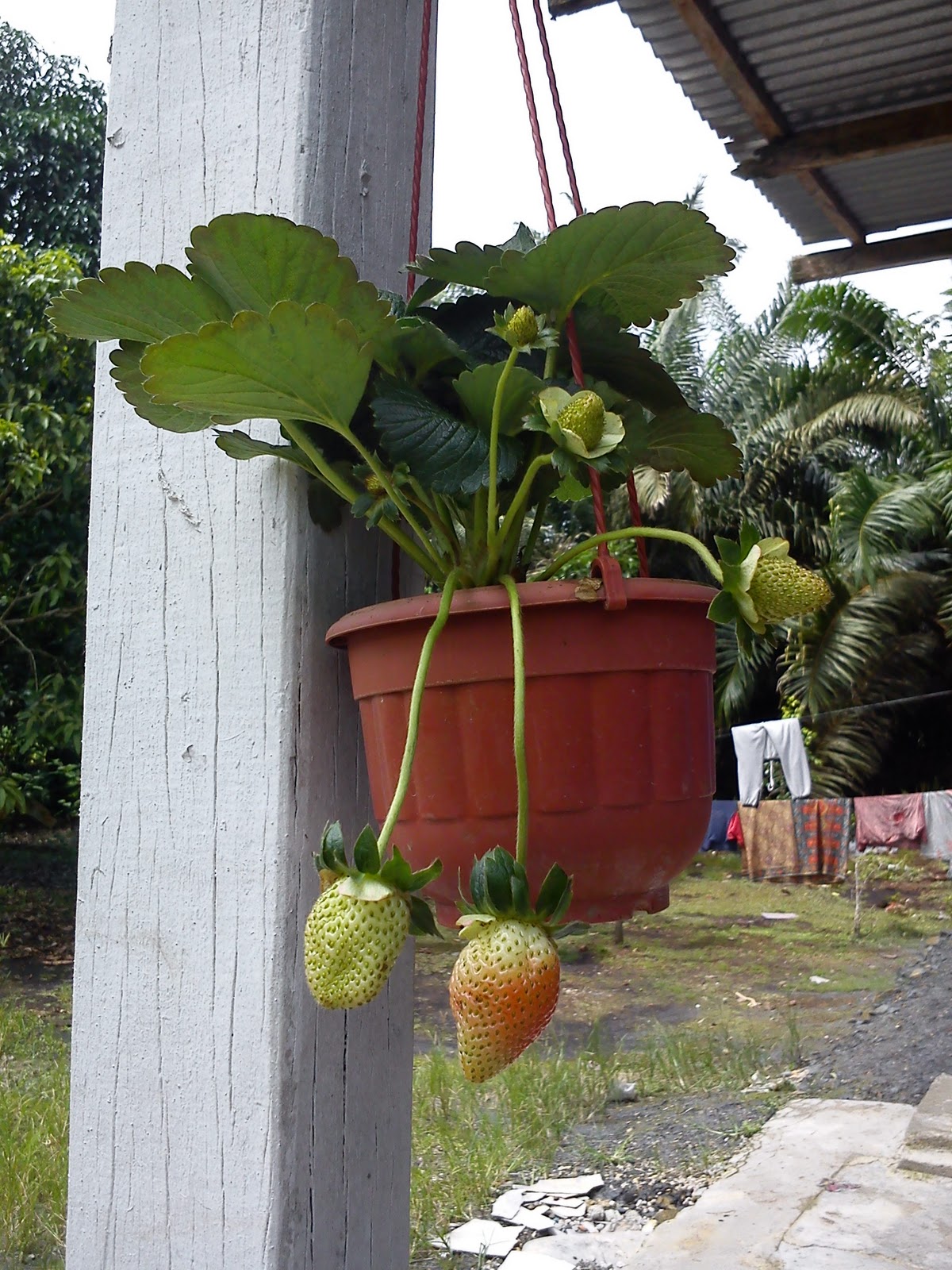 Info Tanaman Exotic: Tanaman Strawberry