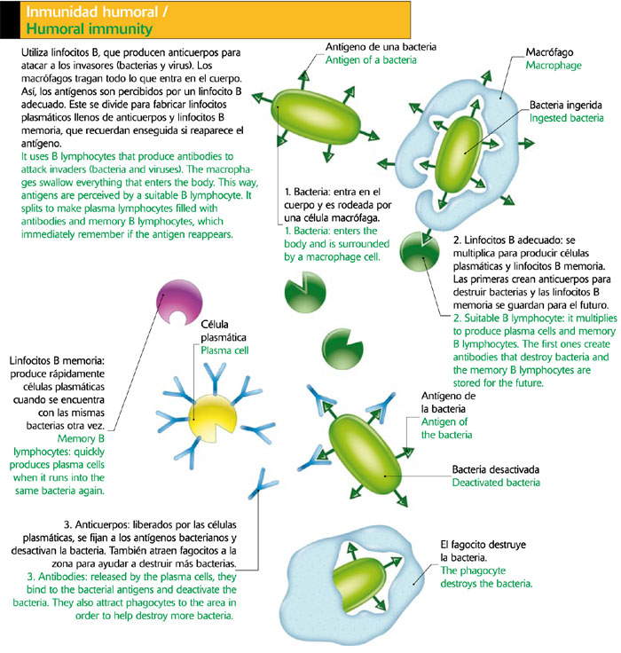 LA CIENCIA DE LA VIDA: Cells at work! [Hataraku Saibou] Episodio 3 ...