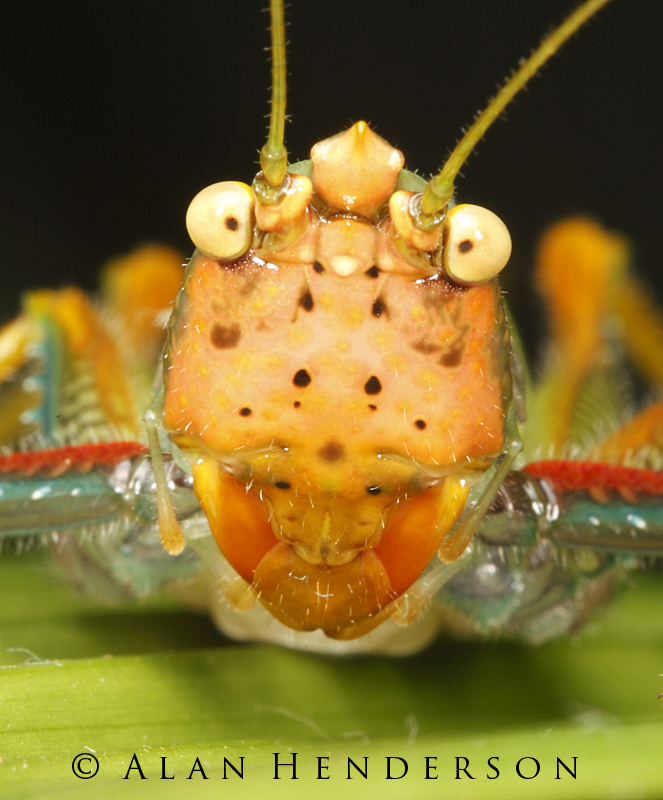 Minibeast Wildlife - Rainforest Encounters: Costa Rica - A mixed bag