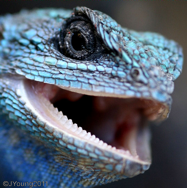 South African Photographs: Southern Tree Agama (Acanthocercus atricollis)