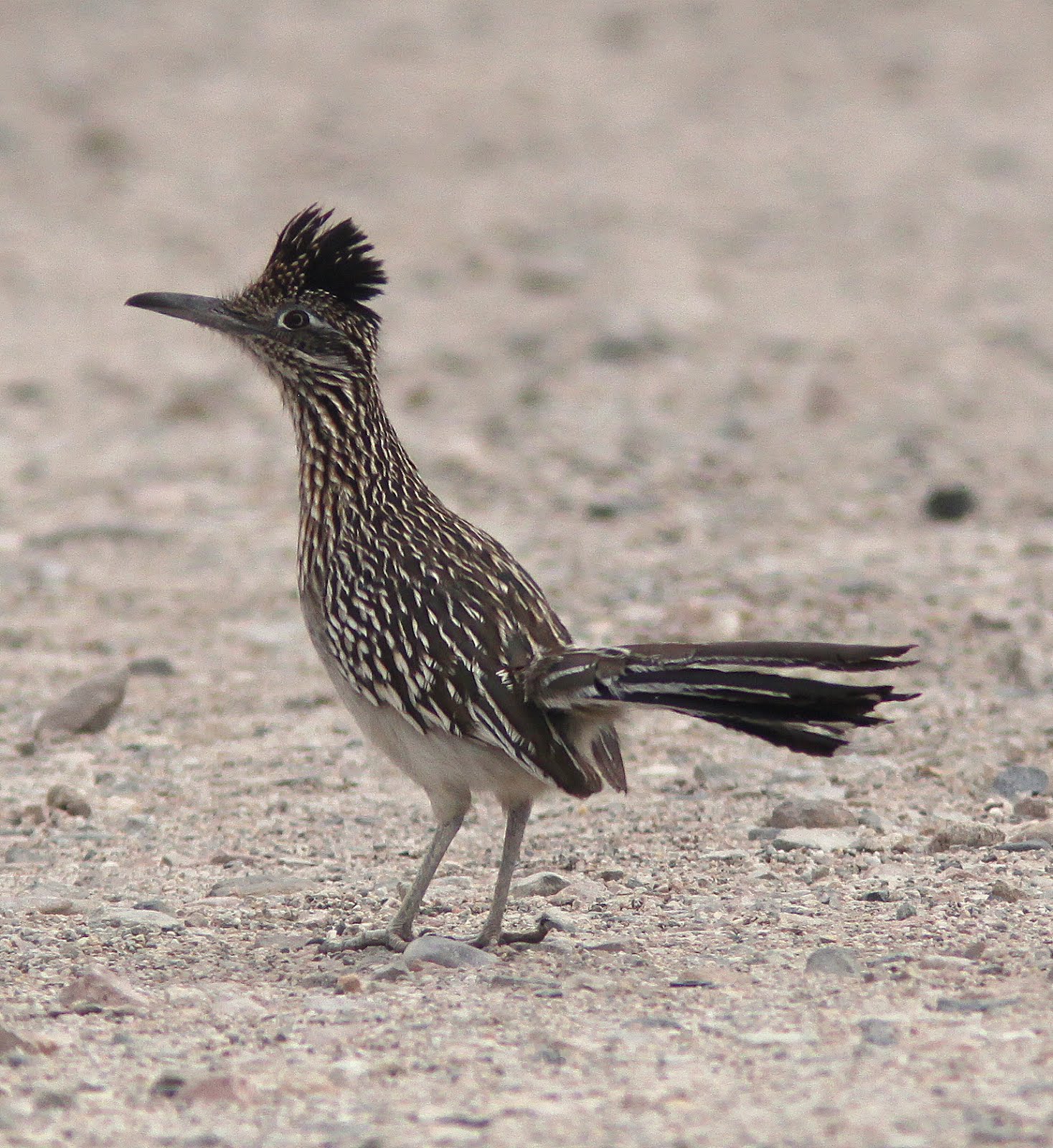 Monkey Business (mostly about birding): Grand Canyon birds