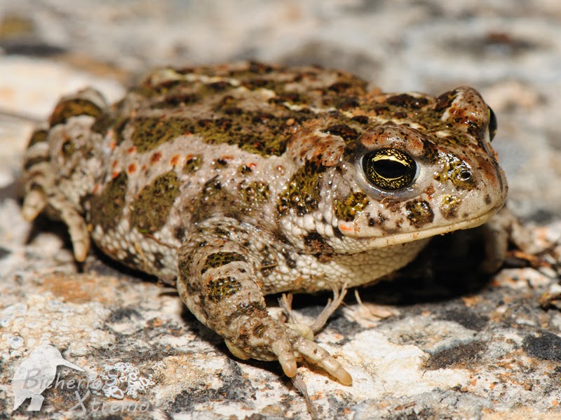 Bicherío Xtremo: Epidalea calamita...