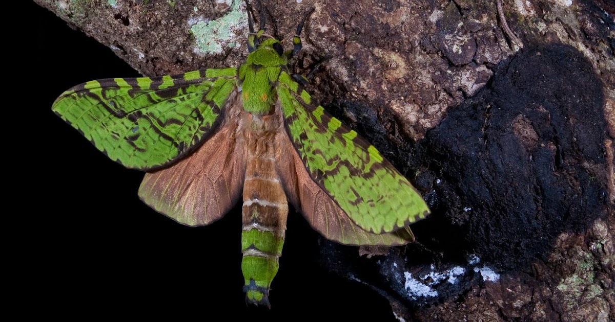 Catalogue of Organisms: Ghost Moths and Other Obscurities