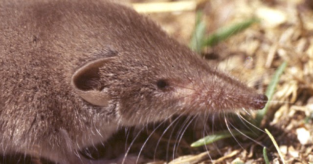 Mamíferos y marsupiales mammals of the earth: Musaraña ibérica (Sorex ...