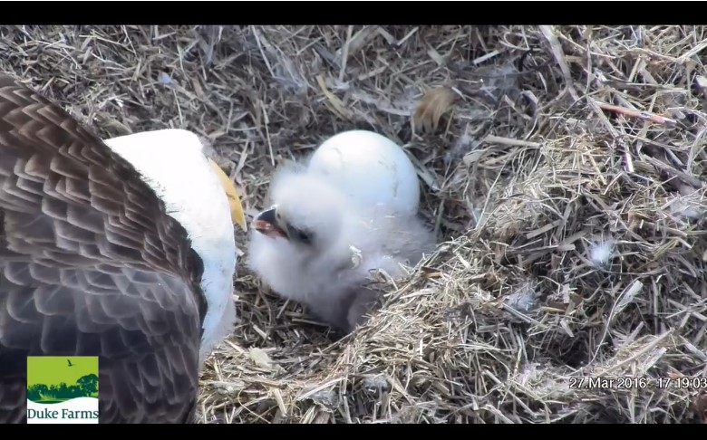 Easter Chicks: Bald Eagle Babies Hatch at Duke Farms