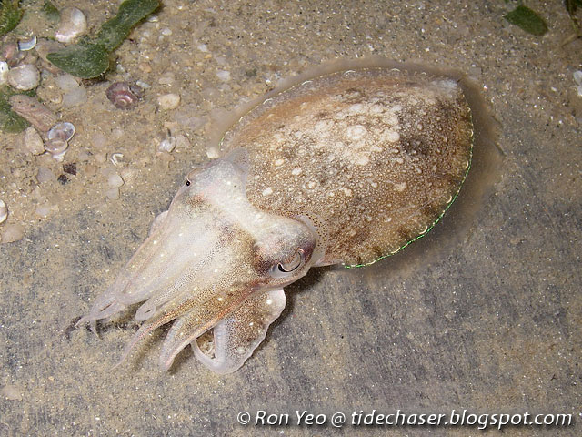tHE tiDE cHAsER: Cephalopods (Phyllum Mollusca: Class Cephalopoda) of ...