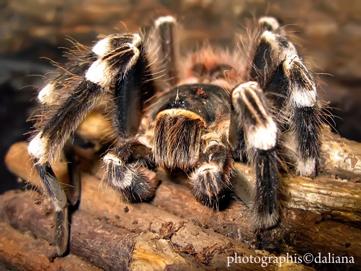 Photographis: Death of my Tarantula