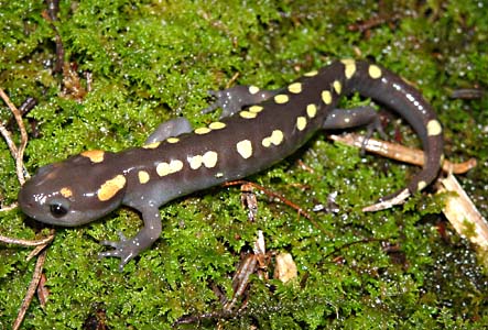 Exploring Anthropology: Analogy and Homology