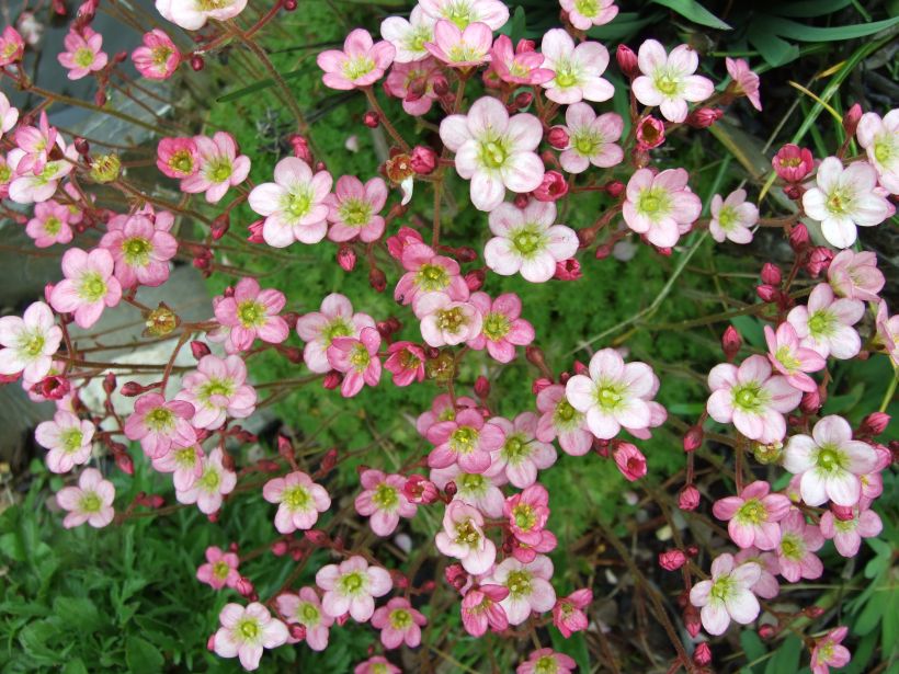 Future Plants by Randy Stewart: Saxifrage
